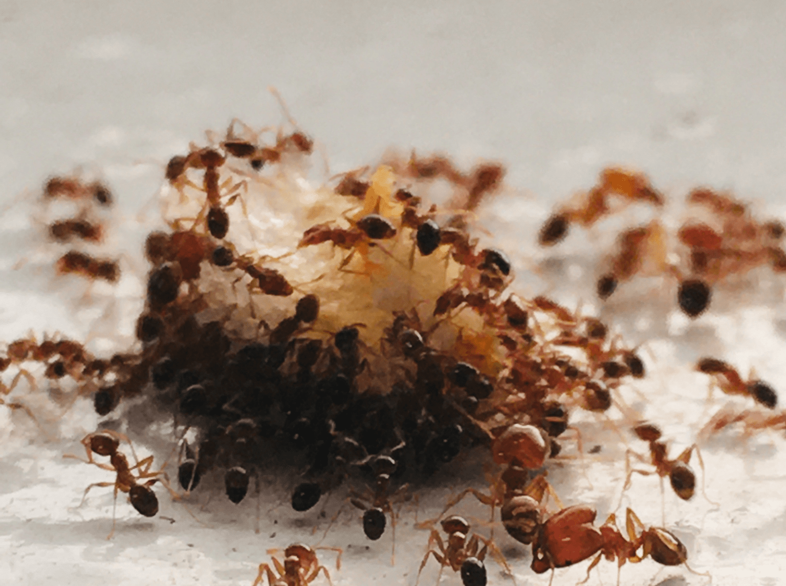 Pest Control Abu Dhabi, Pest Services Musaffah - Bright Rise